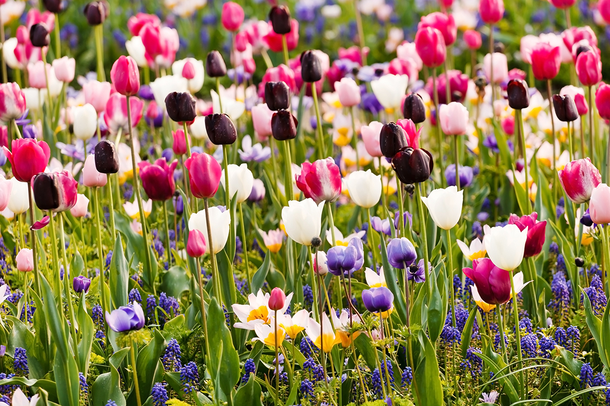 FALL BULBS 101: The Basics - Van Zyverden