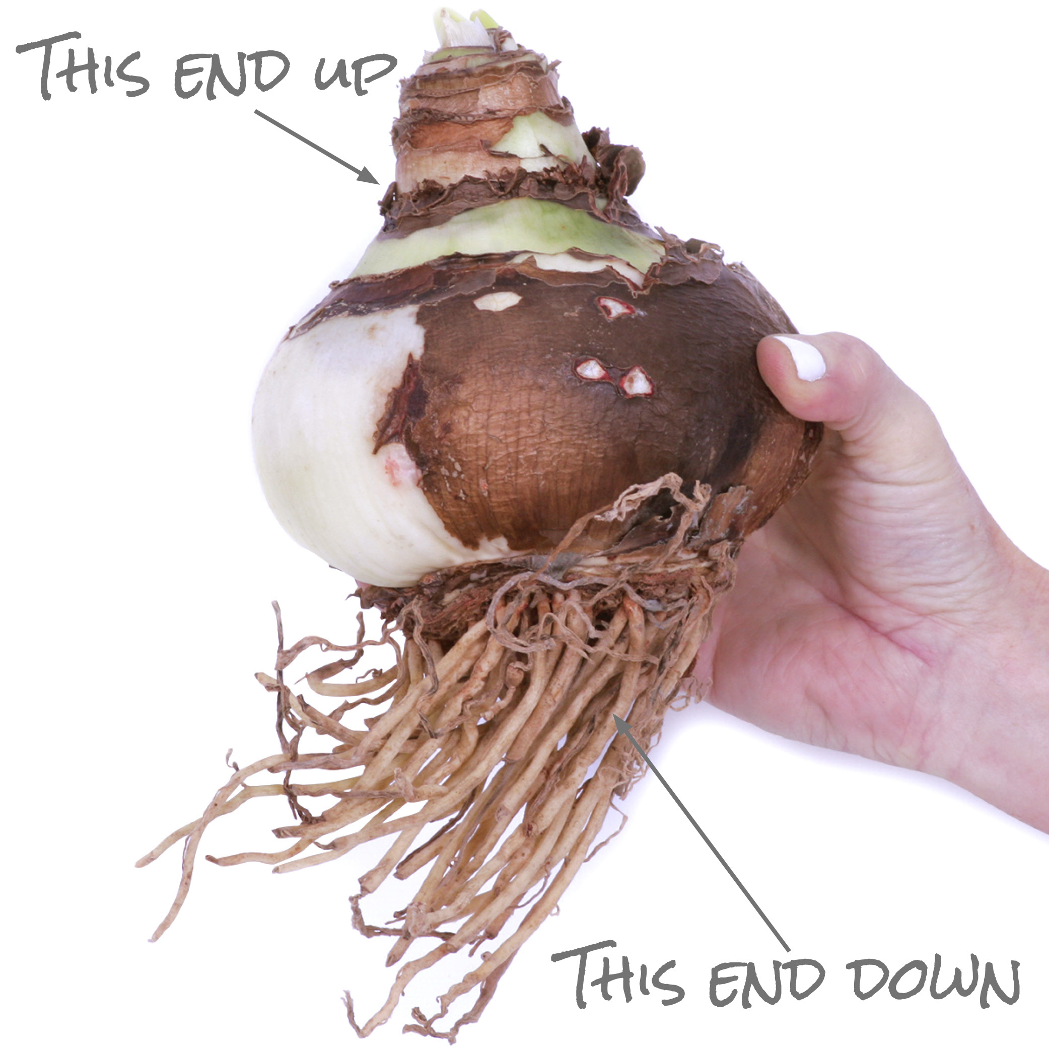 Amaryllis - Van Zyverden