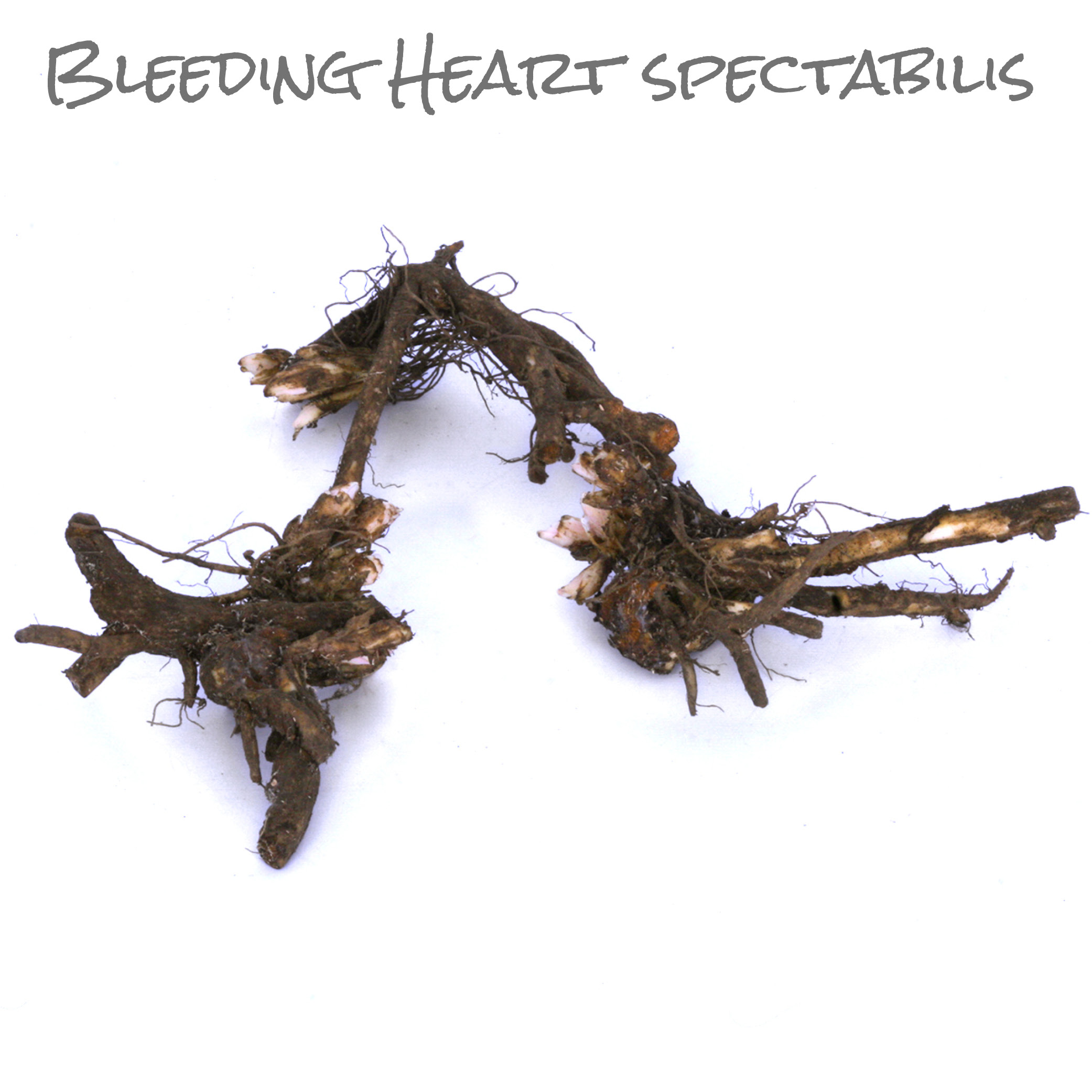 Bleeding Heart - Van Zyverden