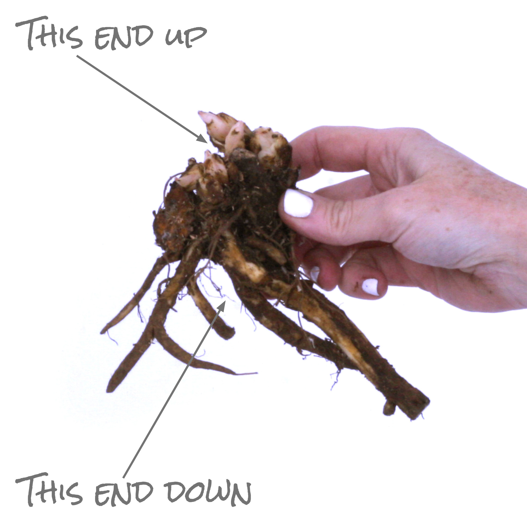 Bleeding Heart - Van Zyverden