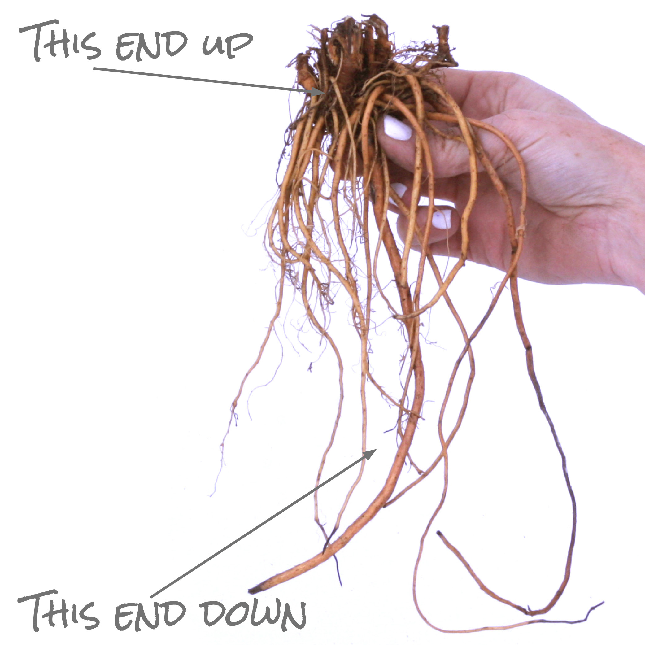 Geranium - Van Zyverden