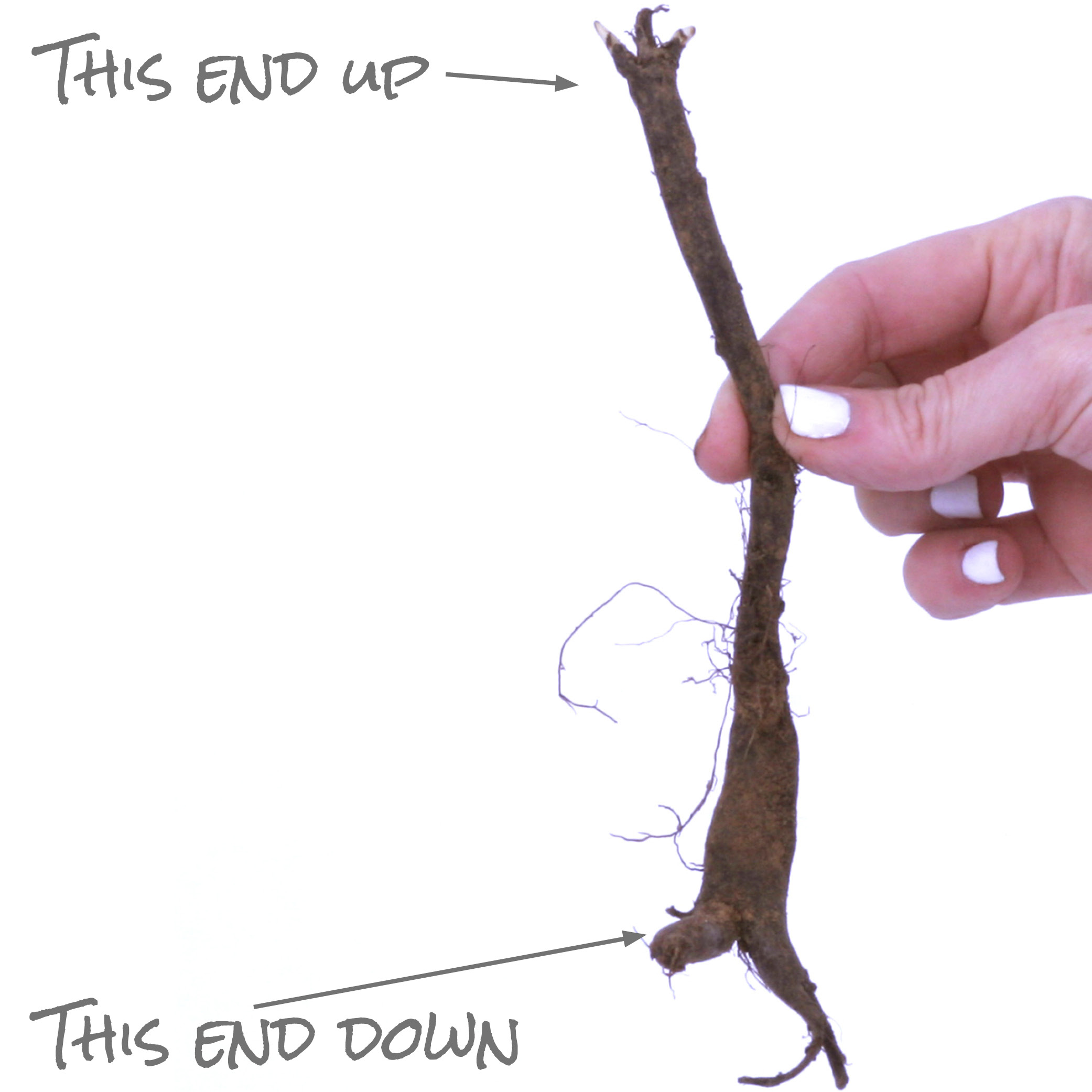 Virginia Blue Bells - Van Zyverden