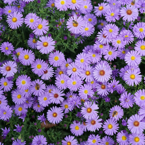 Aster - Van Zyverden