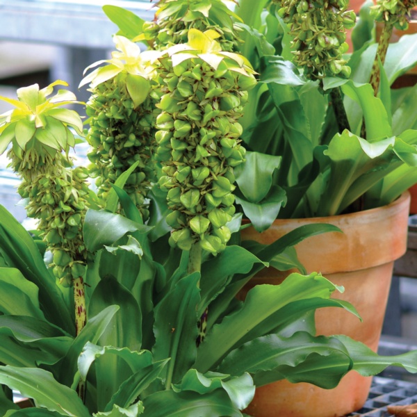 Eucomis - Van Zyverden