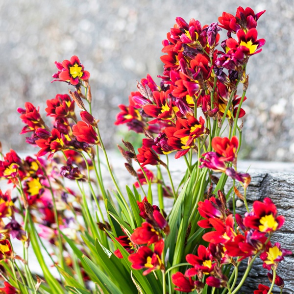 Sparaxis - Van Zyverden