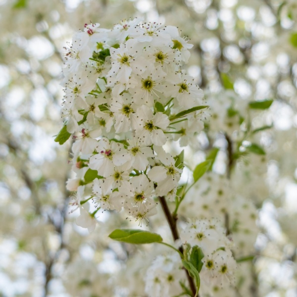 Ornamental Pear - Van Zyverden