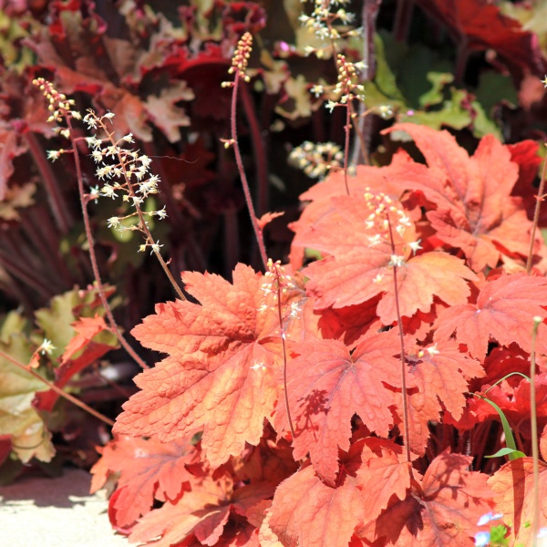 Heuchera - Van Zyverden