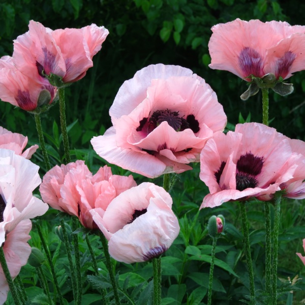 Papaver - Van Zyverden