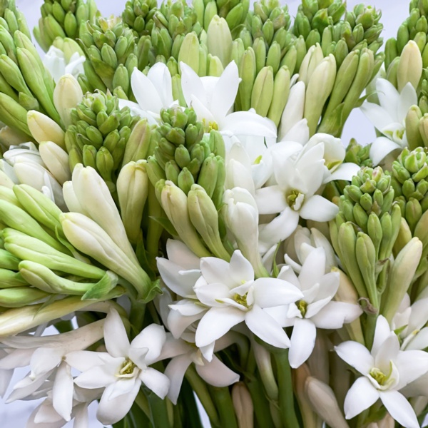 Tuberosa - Van Zyverden