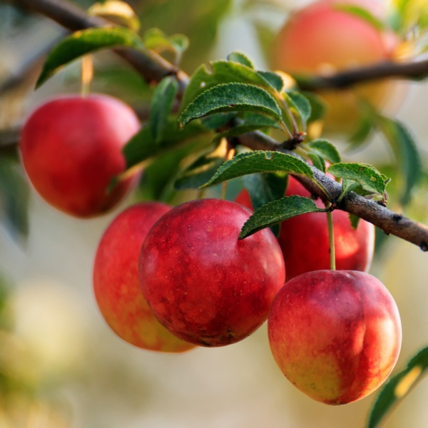 Nectarine Tree - Van Zyverden