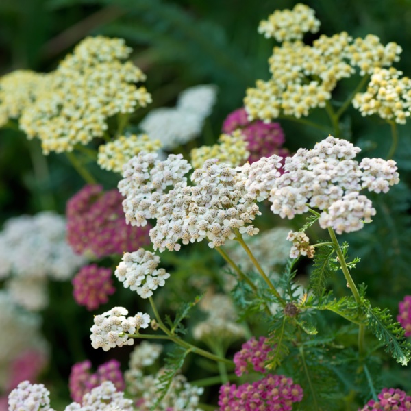 Achillea - Van Zyverden