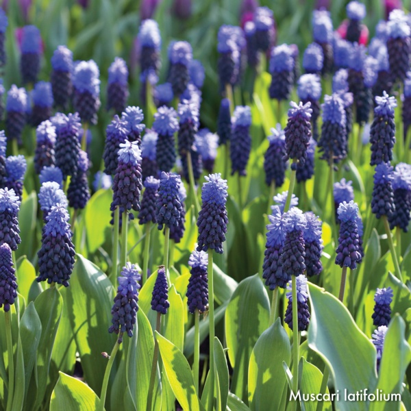 Muscari - Van Zyverden