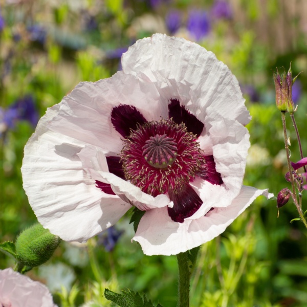 Papaver - Van Zyverden