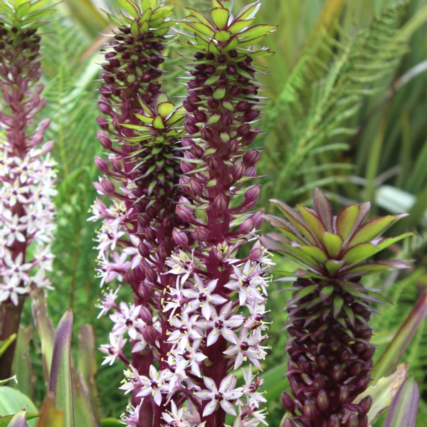 Eucomis - Van Zyverden