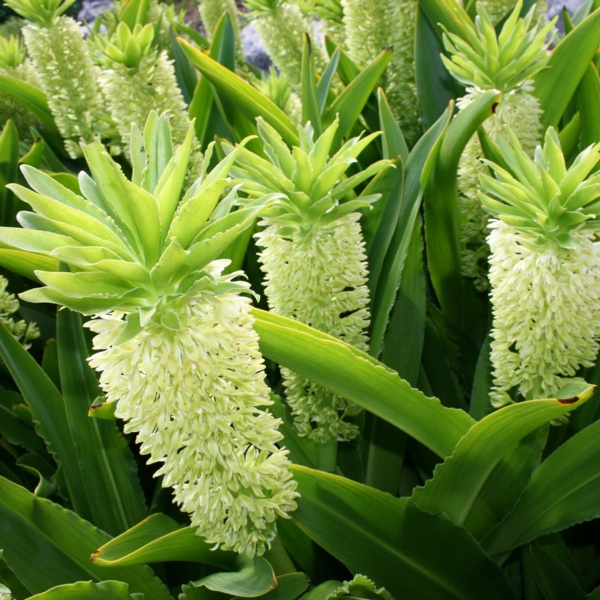 Eucomis - Van Zyverden