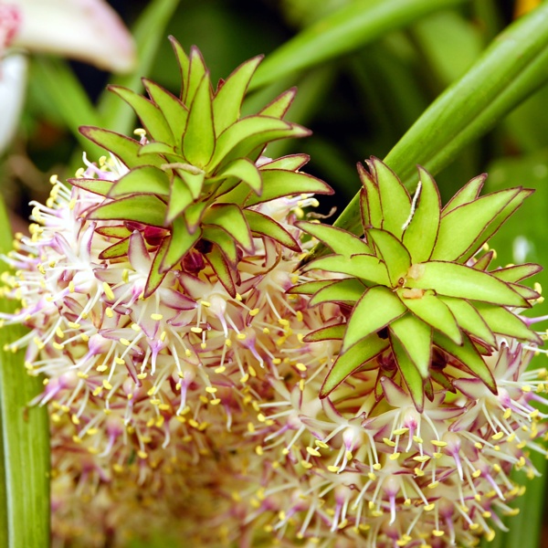 Eucomis - Van Zyverden