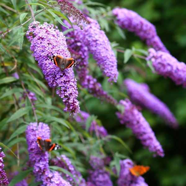 Buddleia - Van Zyverden