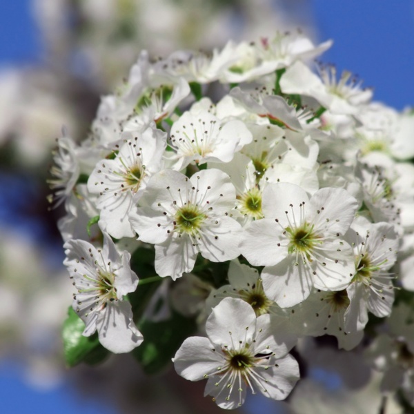 Ornamental Pear - Van Zyverden