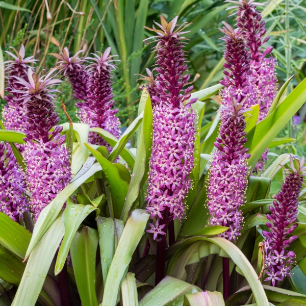 Eucomis - Van Zyverden