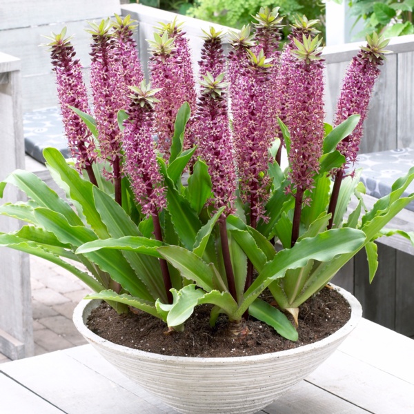 Eucomis - Van Zyverden