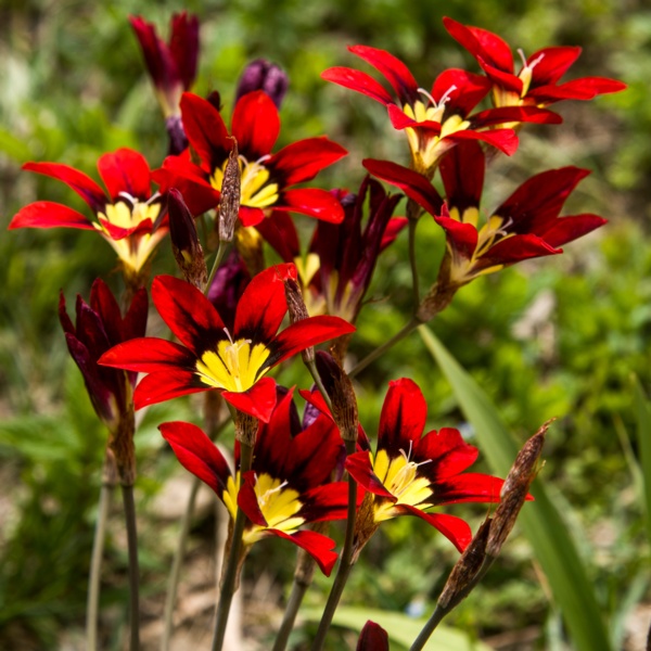 Sparaxis - Van Zyverden