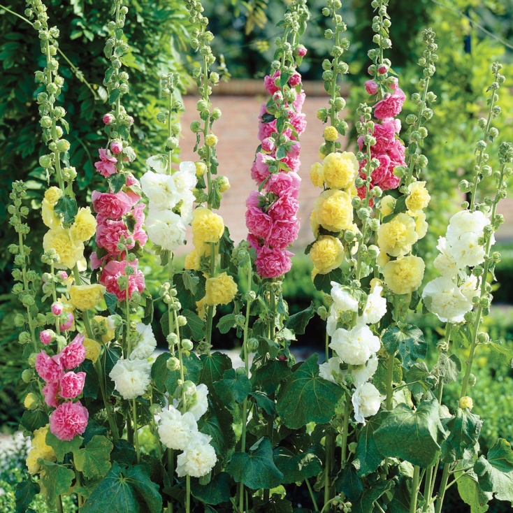 Hollyhock - Van Zyverden