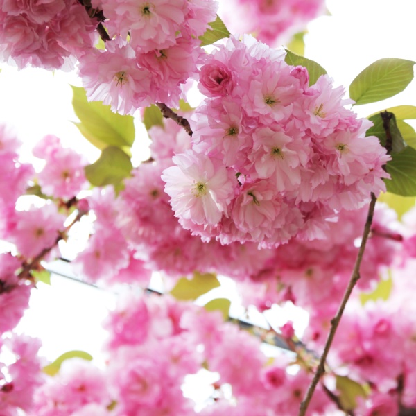 Ornamental Cherry - Van Zyverden