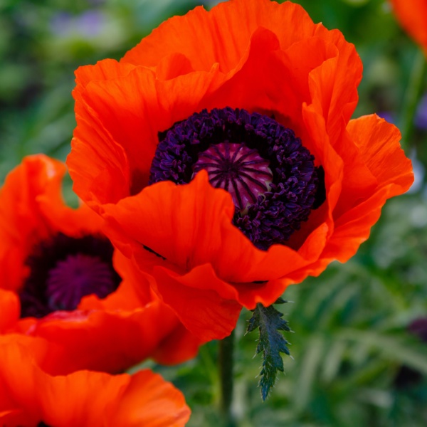 Papaver - Van Zyverden