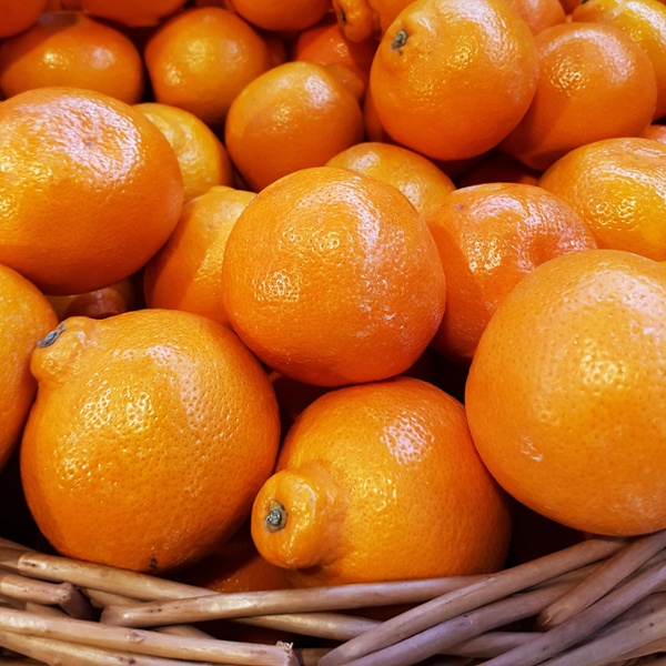 Minneola Tangelo - Van Zyverden