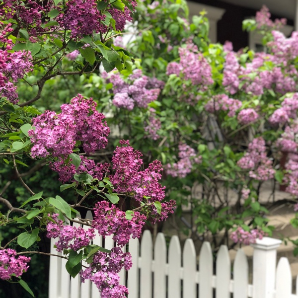 Lilac - Van Zyverden