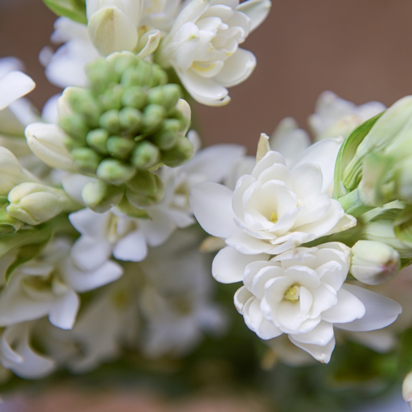 Tuberosa - Van Zyverden