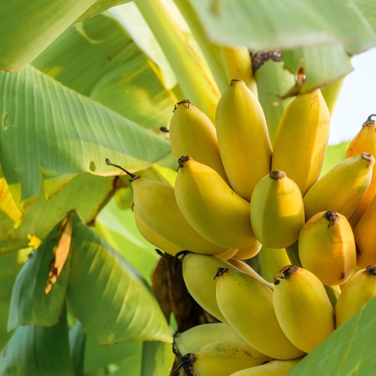 Banana - Van Zyverden