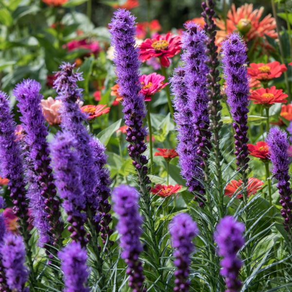 Liatris - Van Zyverden