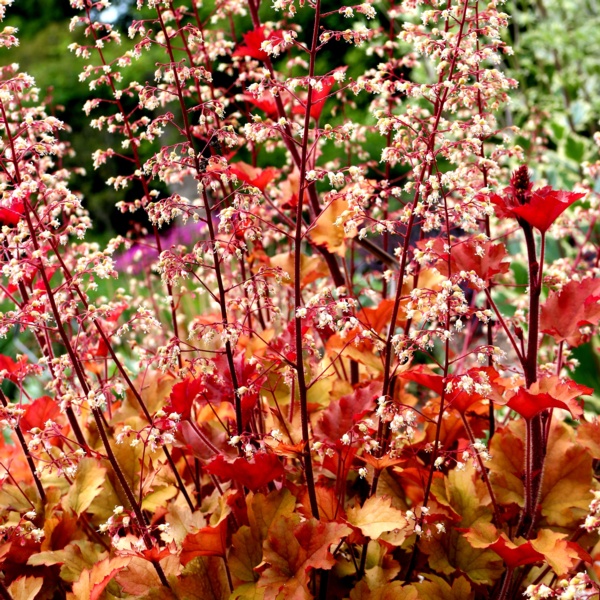 Heuchera - Van Zyverden
