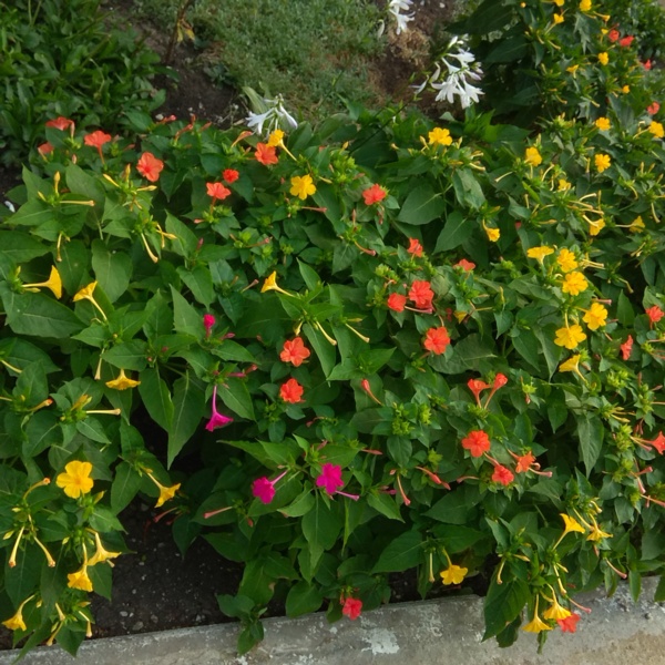 Mirabilis jalapa - Van Zyverden