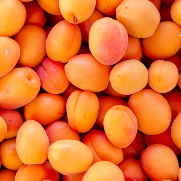 Apricot Tree - Van Zyverden