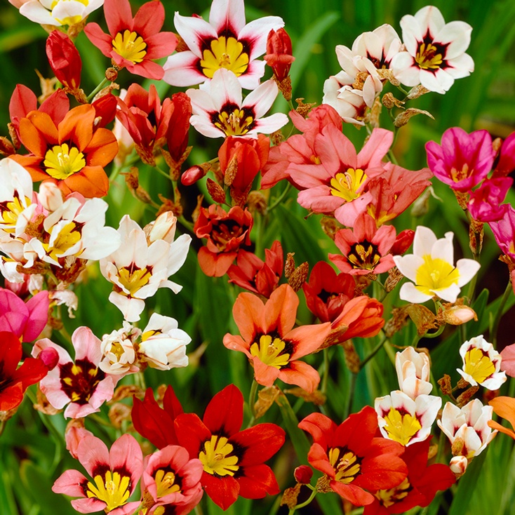 Sparaxis - Van Zyverden