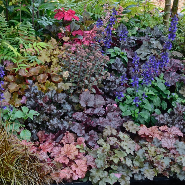 Heuchera - Van Zyverden