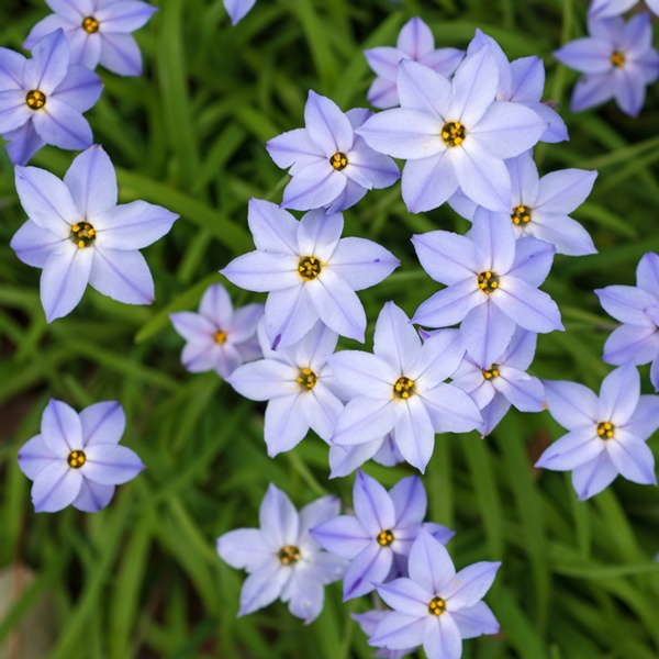Ipheion - Van Zyverden