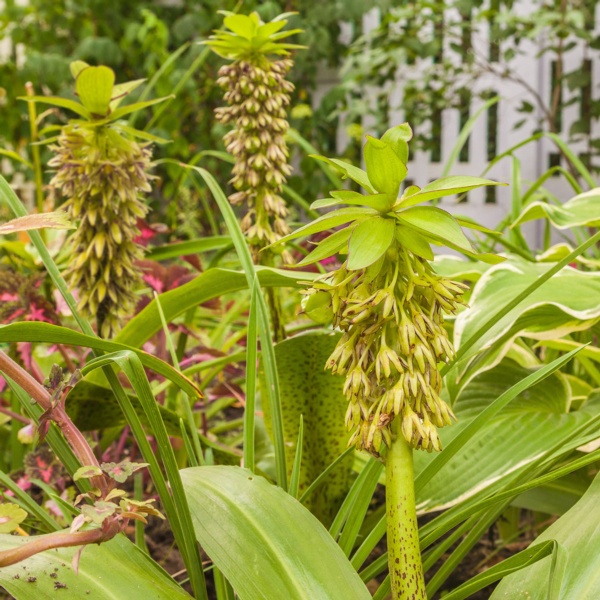 Eucomis - Van Zyverden