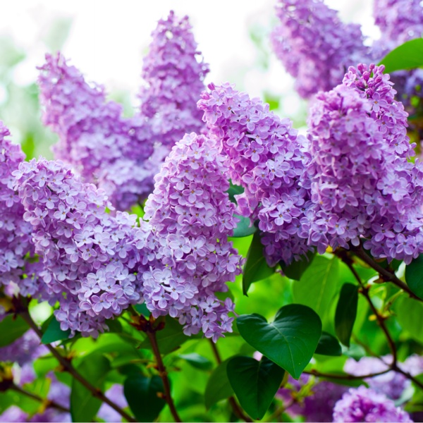 Lilac - Van Zyverden