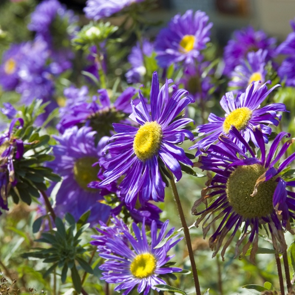 Aster - Van Zyverden