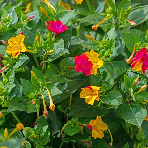Mirabilis jalapa - Van Zyverden