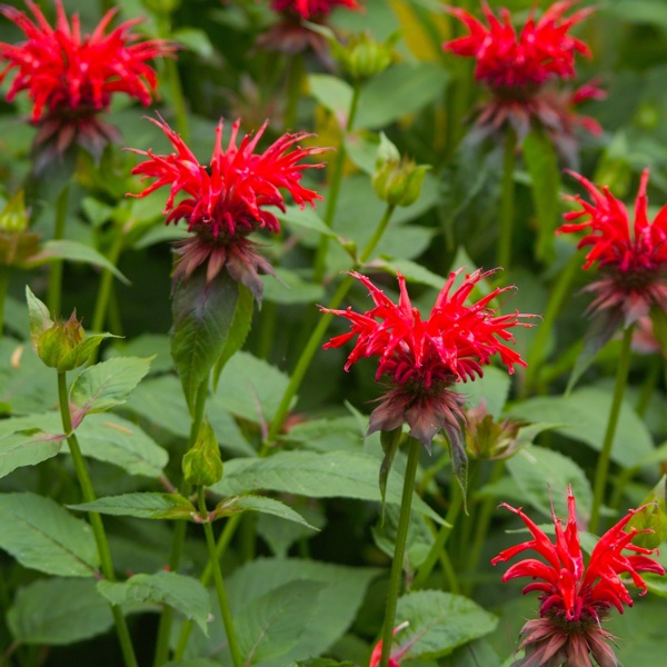 Monarda - Van Zyverden