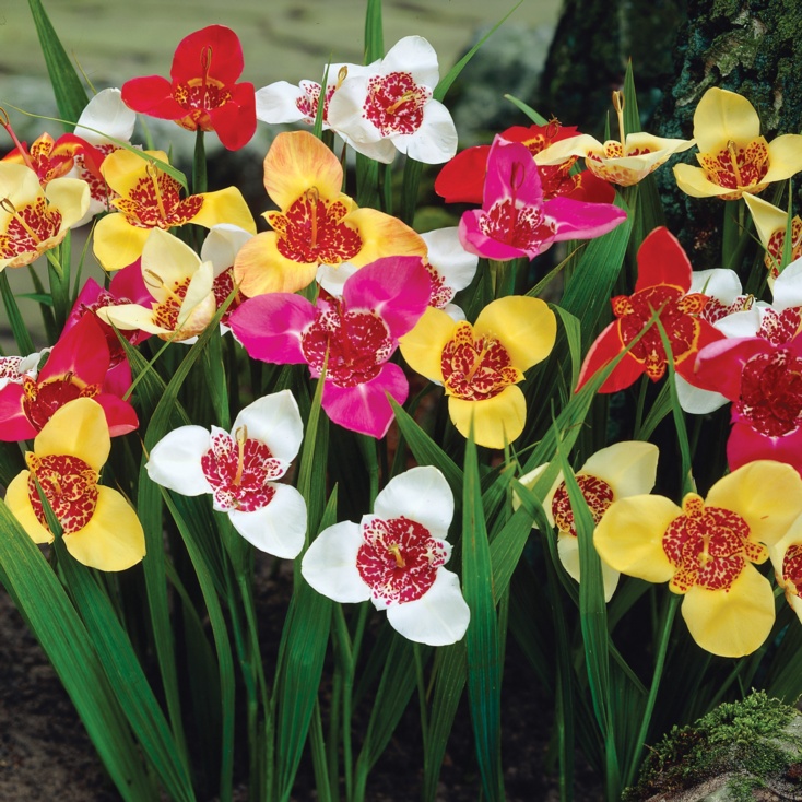 Tigridia - Van Zyverden