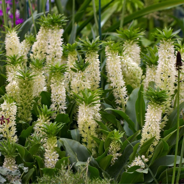 Eucomis - Van Zyverden