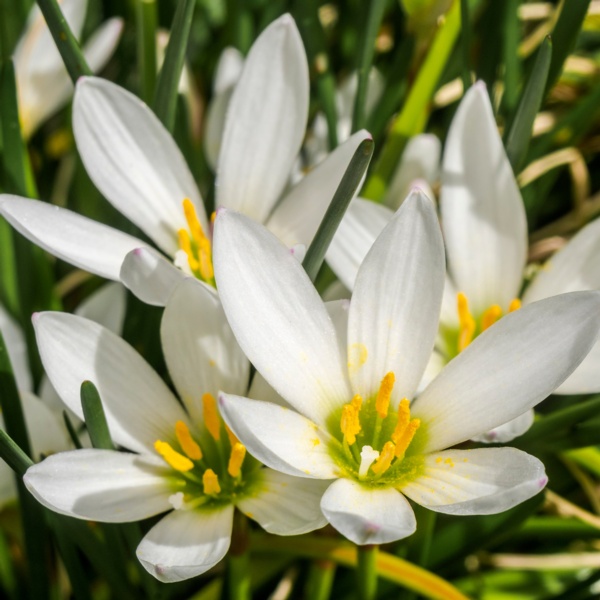 Zephyranthes - Van Zyverden