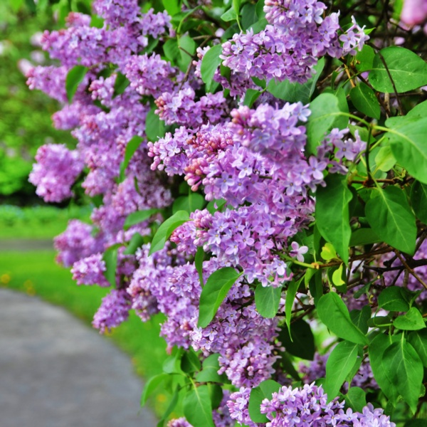 Lilac - Van Zyverden