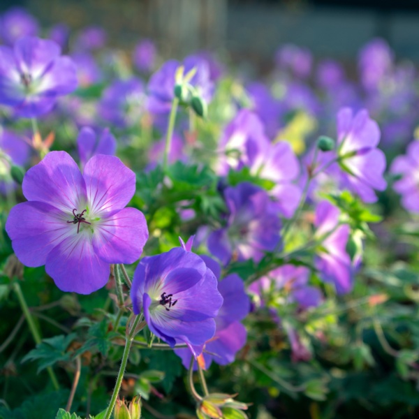 Geranium - Van Zyverden