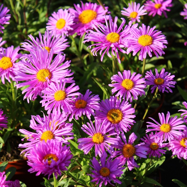 Aster - Van Zyverden